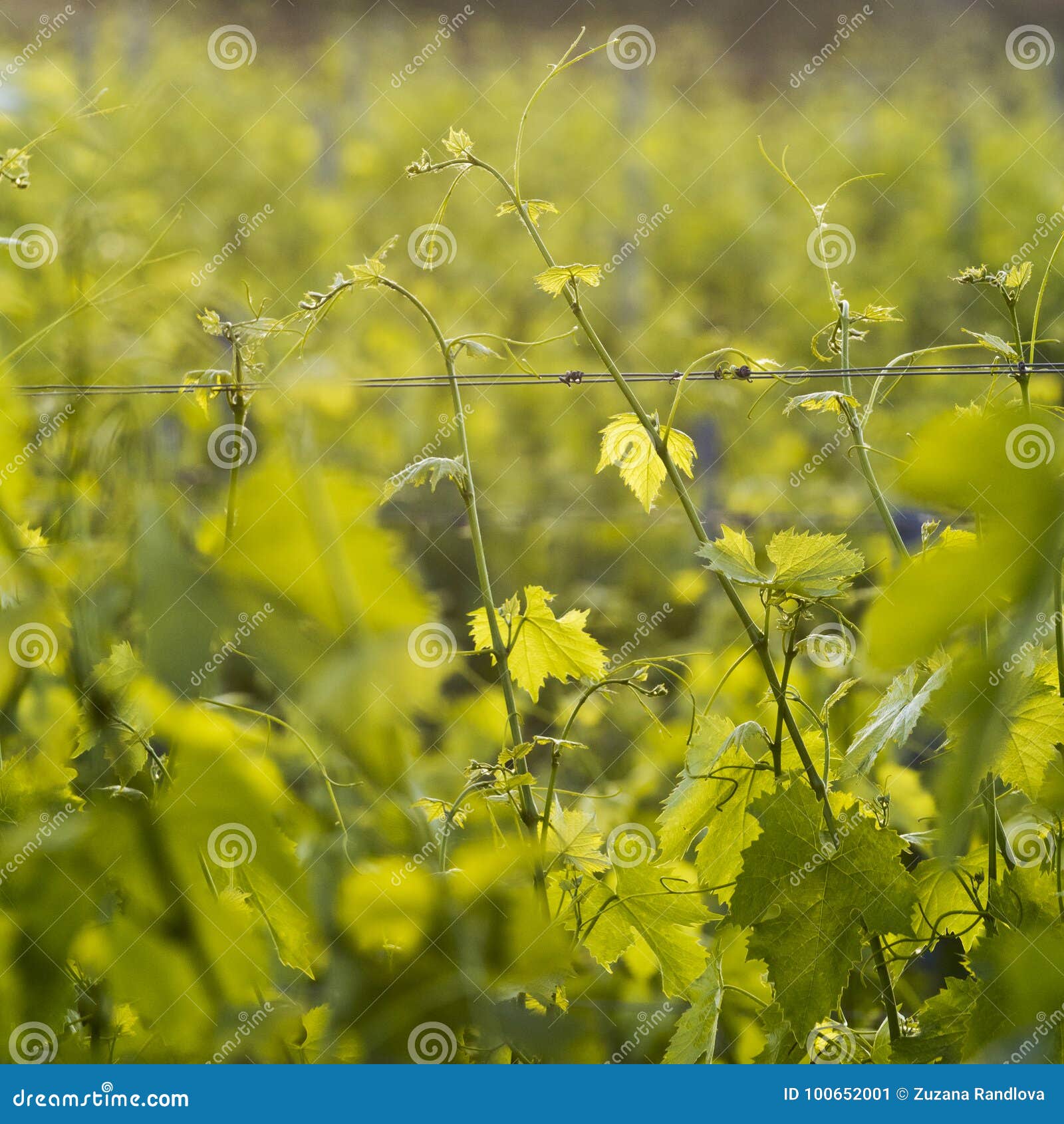 Vineyard in spring stock image. Image of closeup, color - 100652001