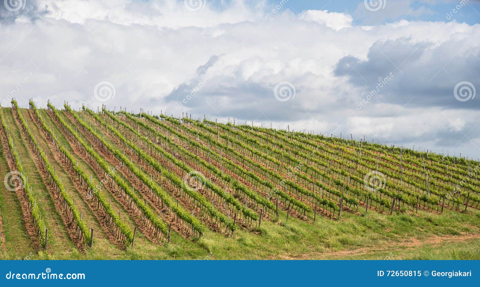 Vineyard in spring stock image. Image of vineyard, outdoors - 72650815