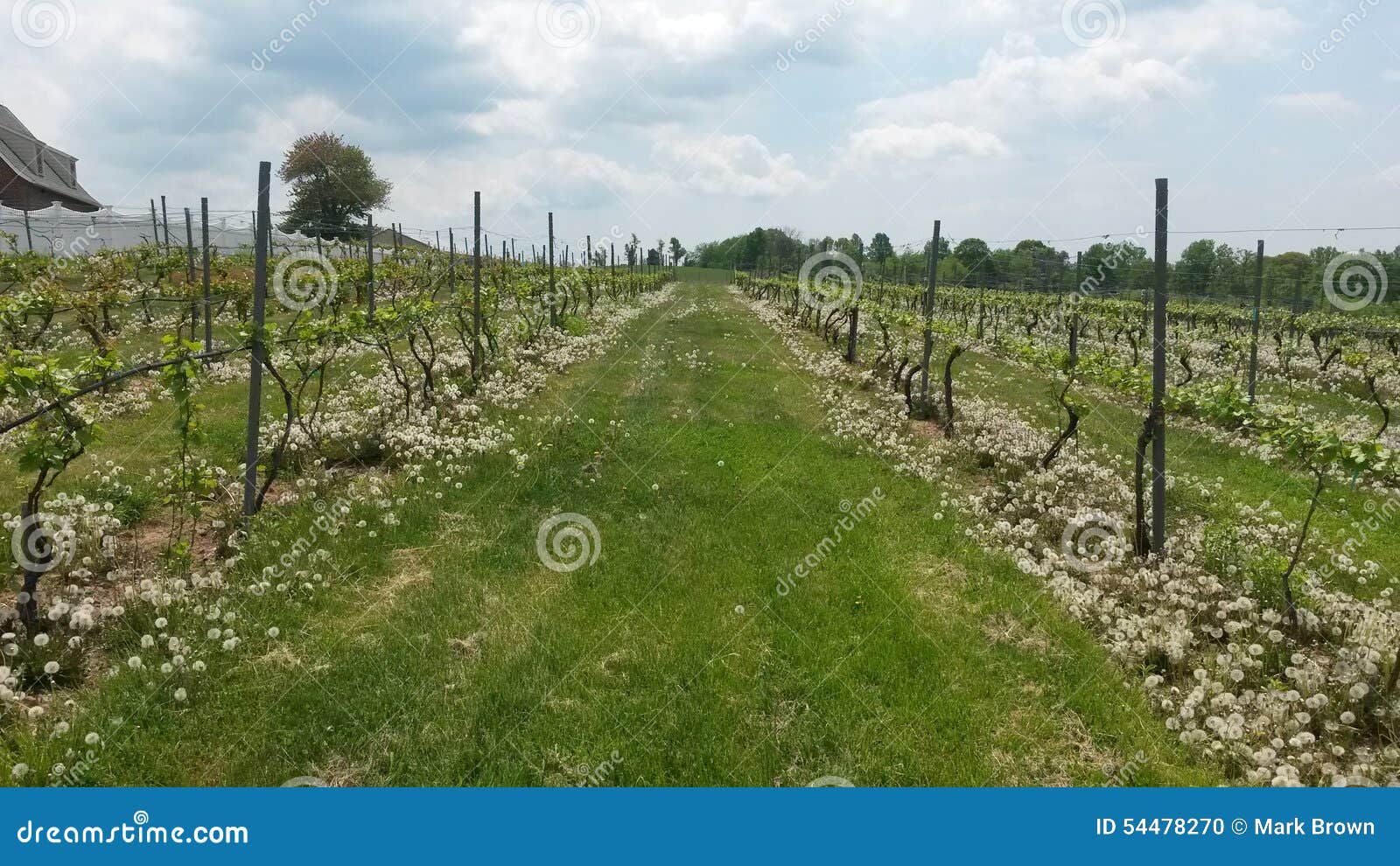 Vineyard Spring stock photo. Image of vineyard, spring - 54478270