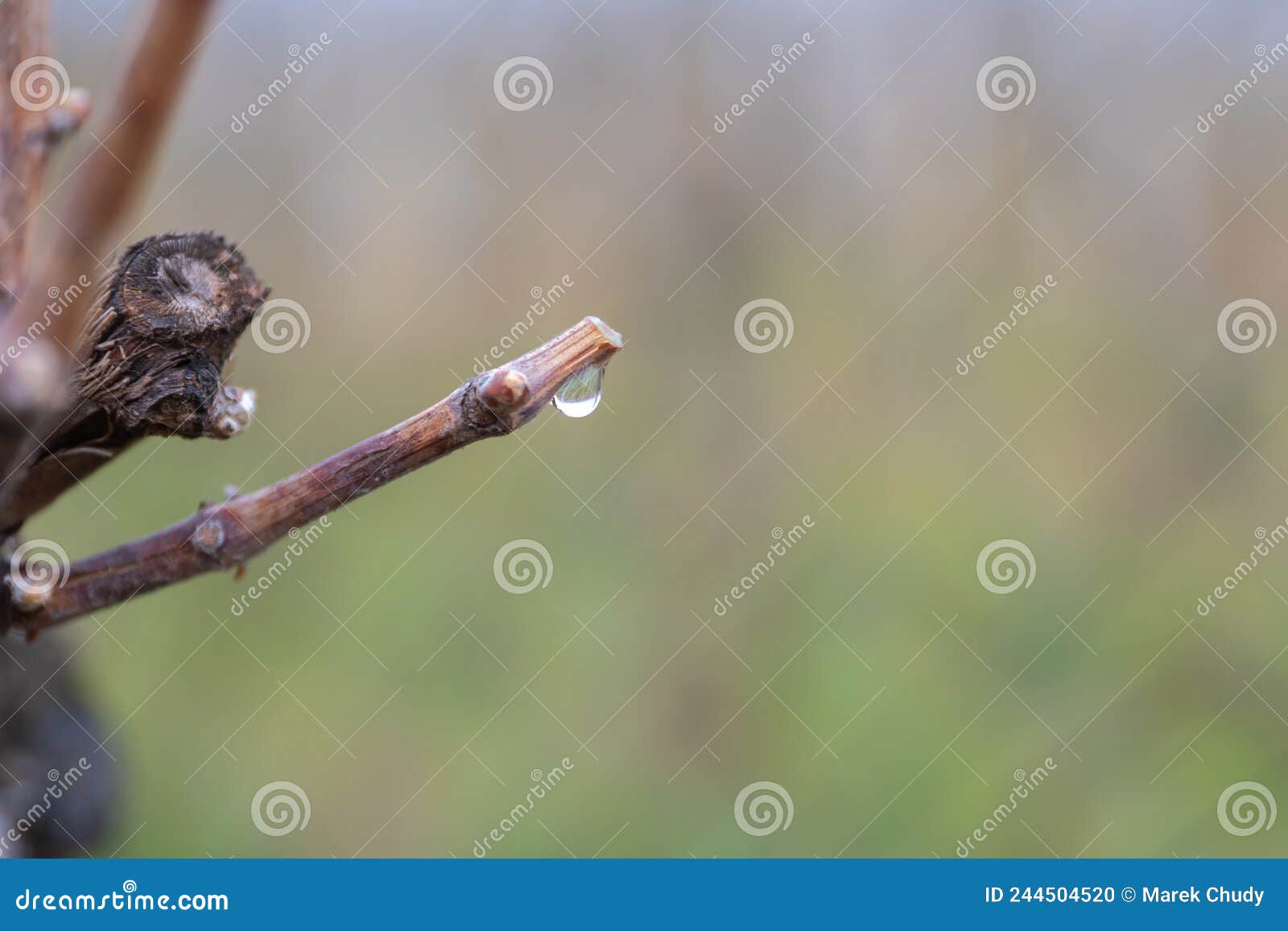 Vineyard in spring stock photo. Image of background - 244504520