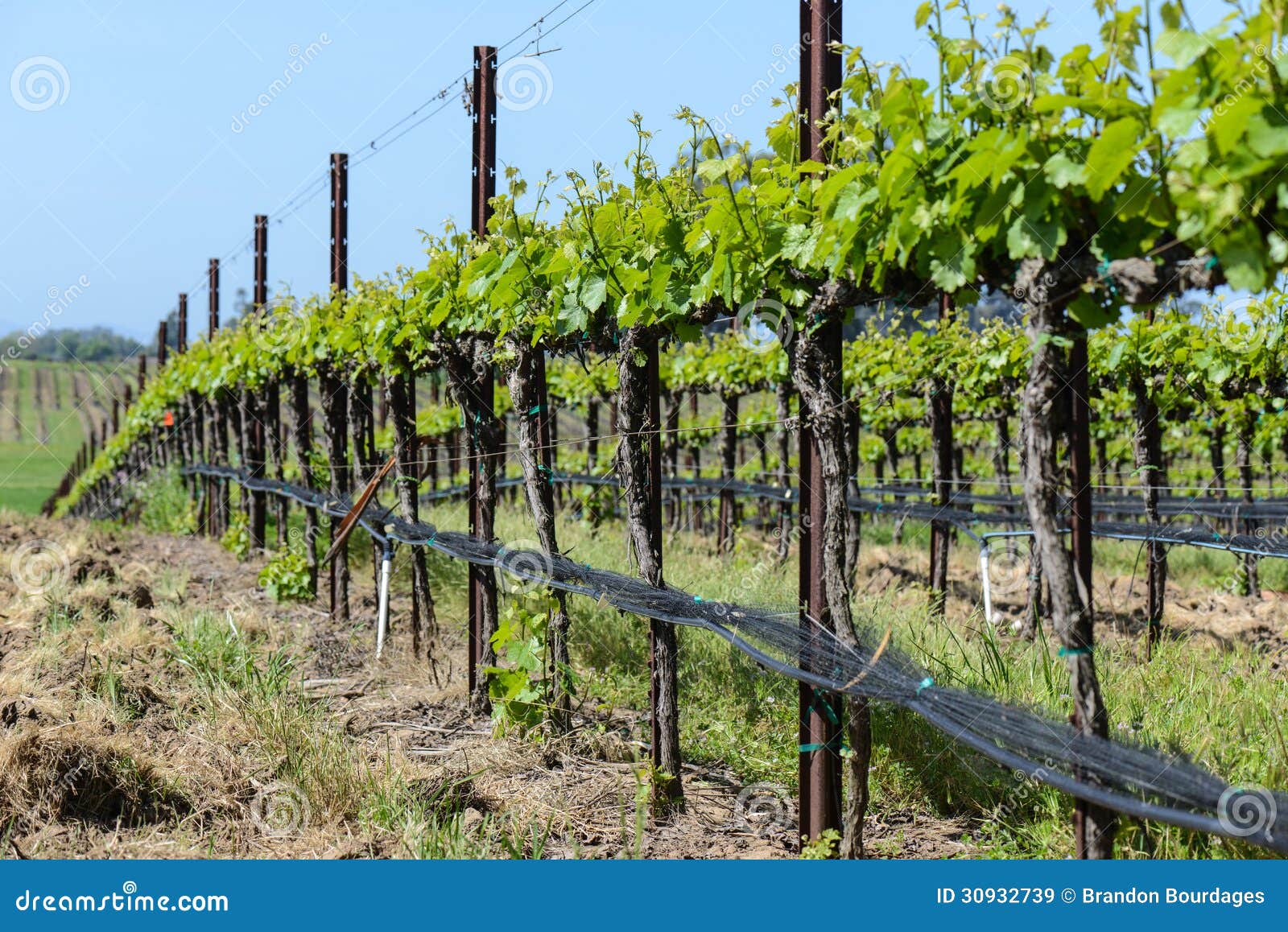 Vineyard in Spring stock image. Image of nature, food - 30932739