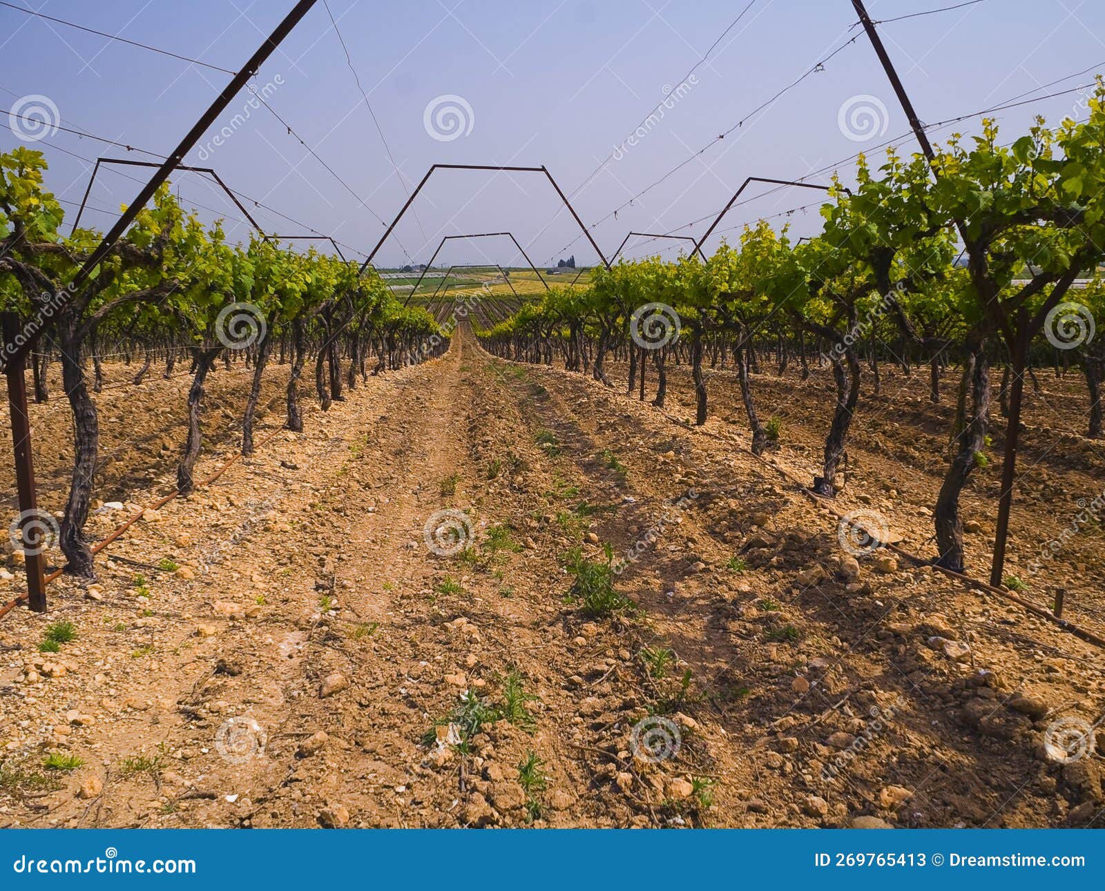 Vineyard in Spring in Hanadiv Valley Israel Stock Image - Image of ...