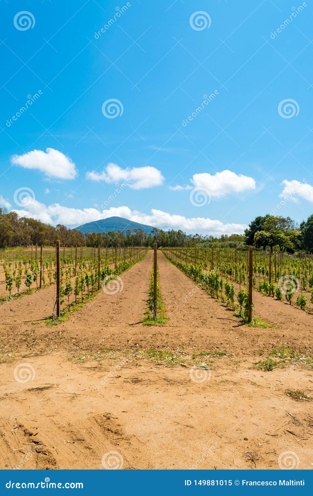 Vineyard in spring stock image. Image of plant, landscape - 149881015
