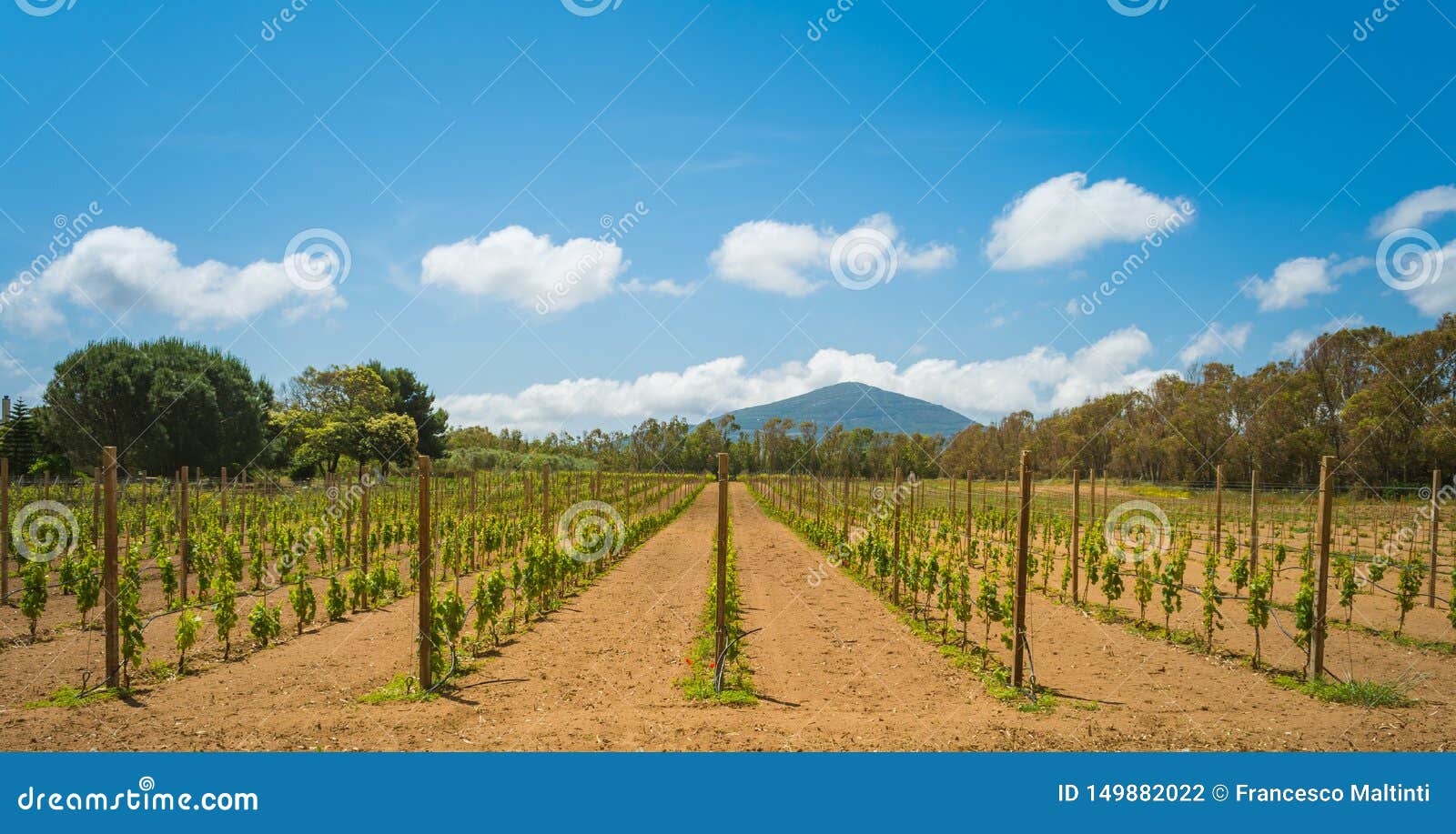 Vineyard in spring stock photo. Image of landscape, vineyard - 149882022