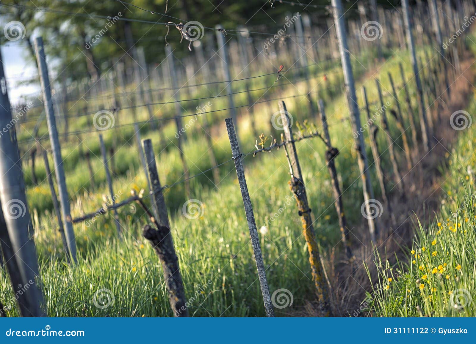 Vineyard in Spring stock photo. Image of blue, farming - 31111122