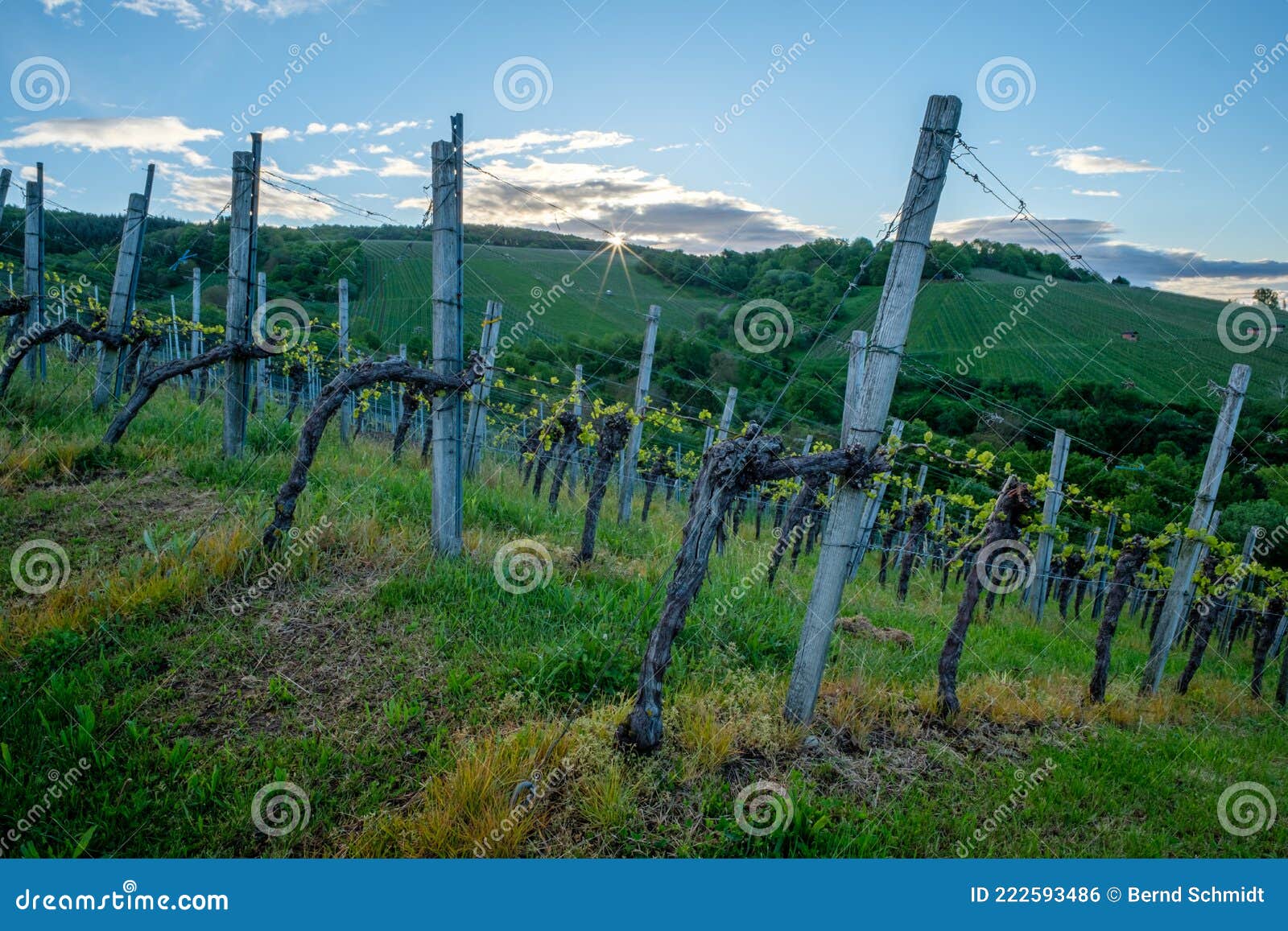 Vineyard in Spring and Morning Sunstar in the Sky Stock Photo - Image ...