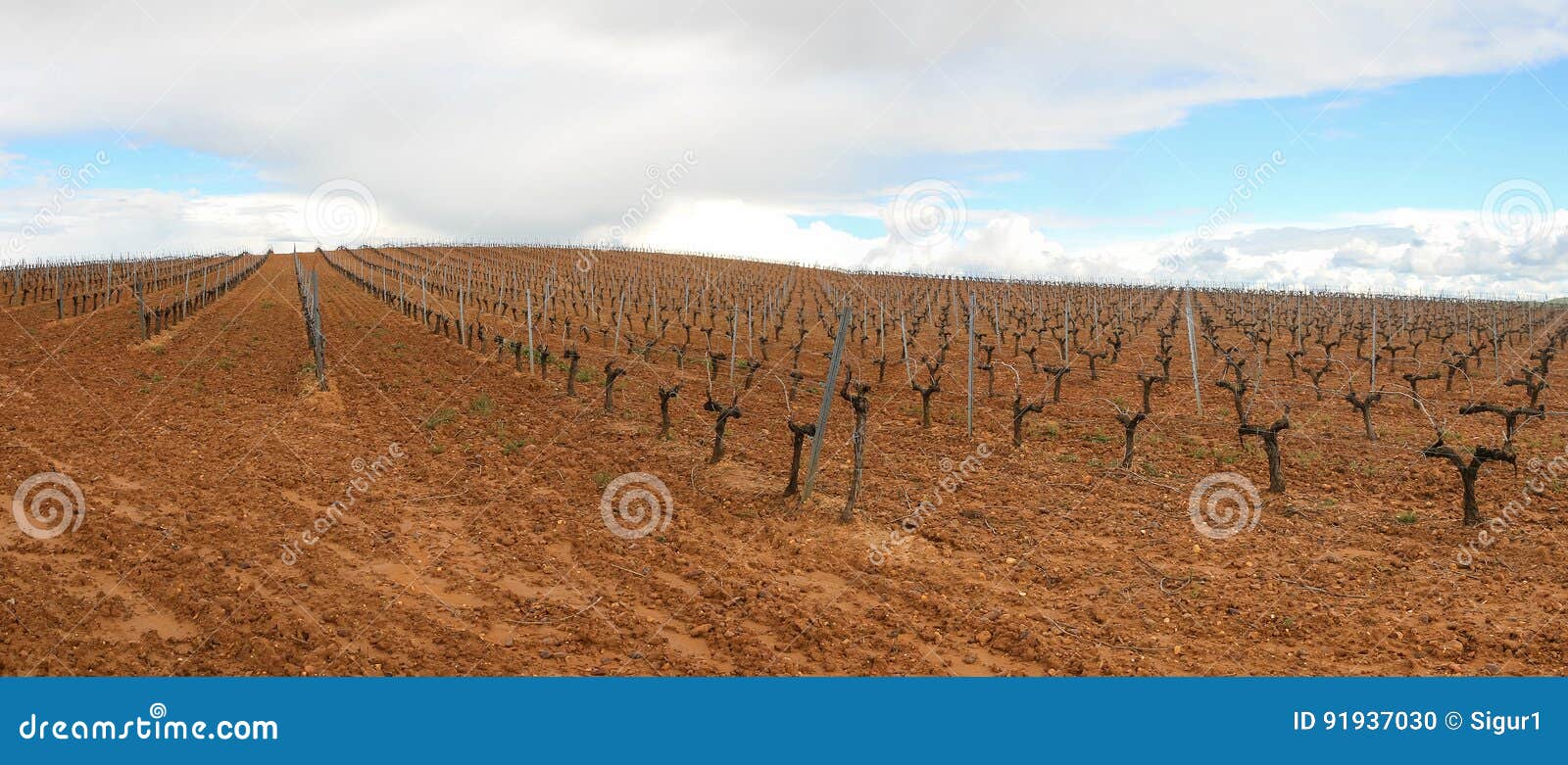 Panorama Of Vineyard With Mont Ventoux In Background At Golden Hour ...