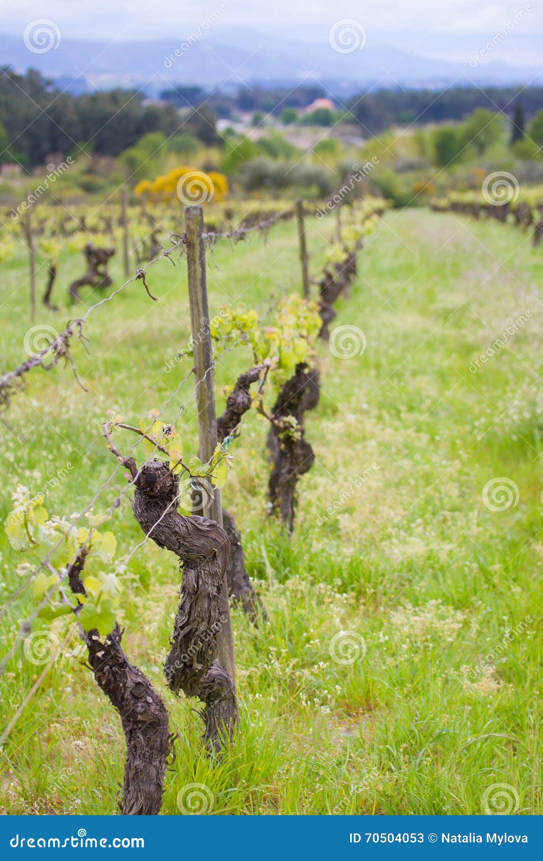 Vineyard in spring stock image. Image of beautiful, natural - 70504053