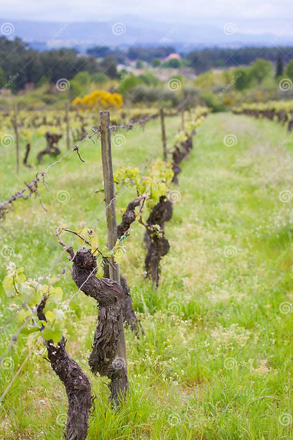 Vineyard in spring stock image. Image of beautiful, natural - 70504053