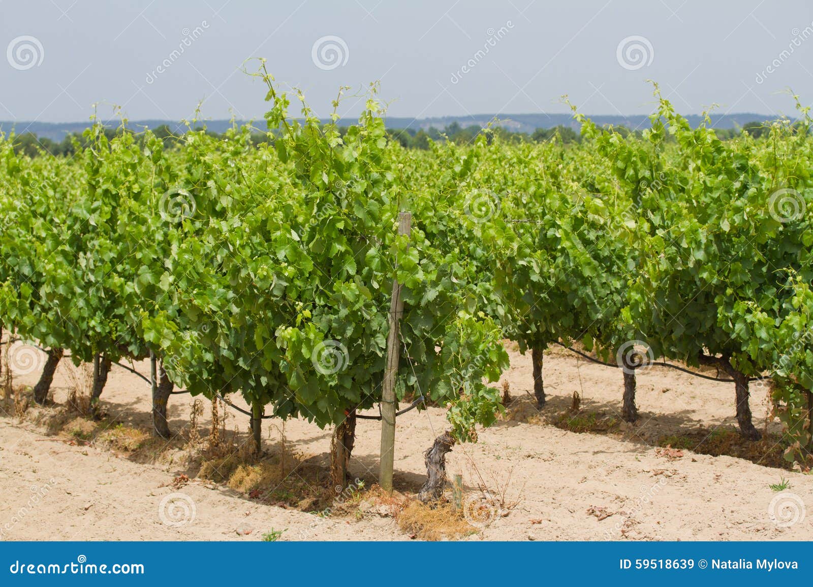 Vineyard in spring stock image. Image of agricultural - 59518639