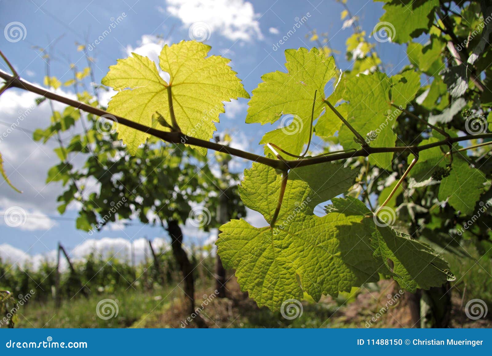 Vineyard in spring time stock photo. Image of green, branch - 11488150