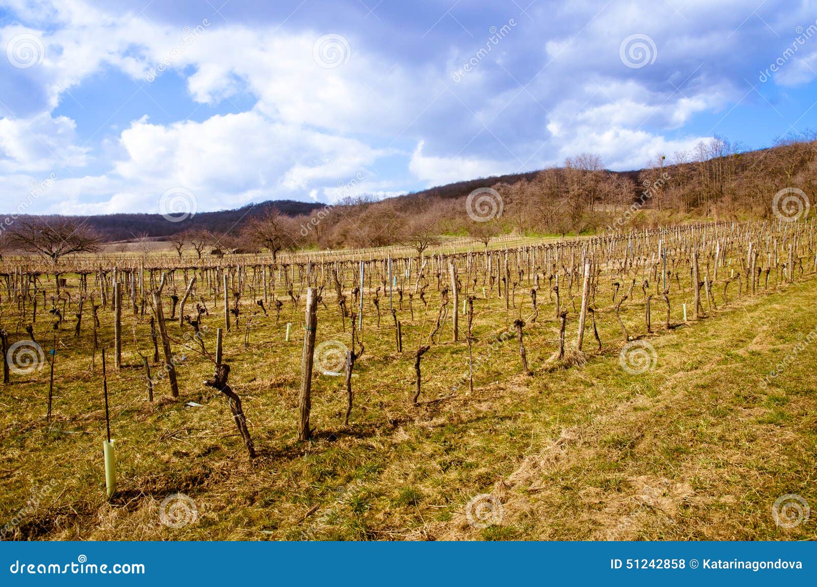 Vineyard in spring time stock photo. Image of cultivated - 51242858