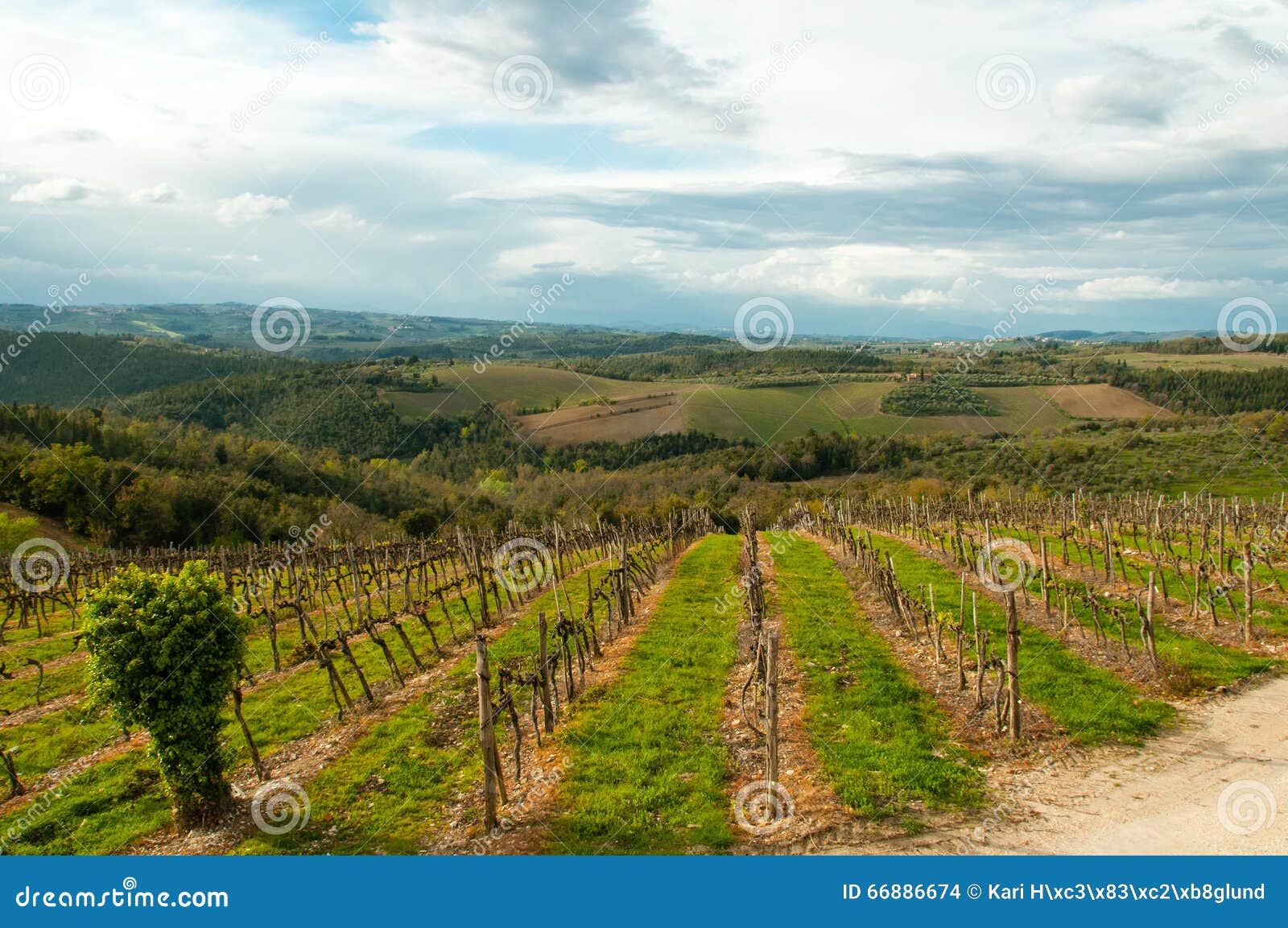 Vineyard in the spring stock photo. Image of landscape - 66886674