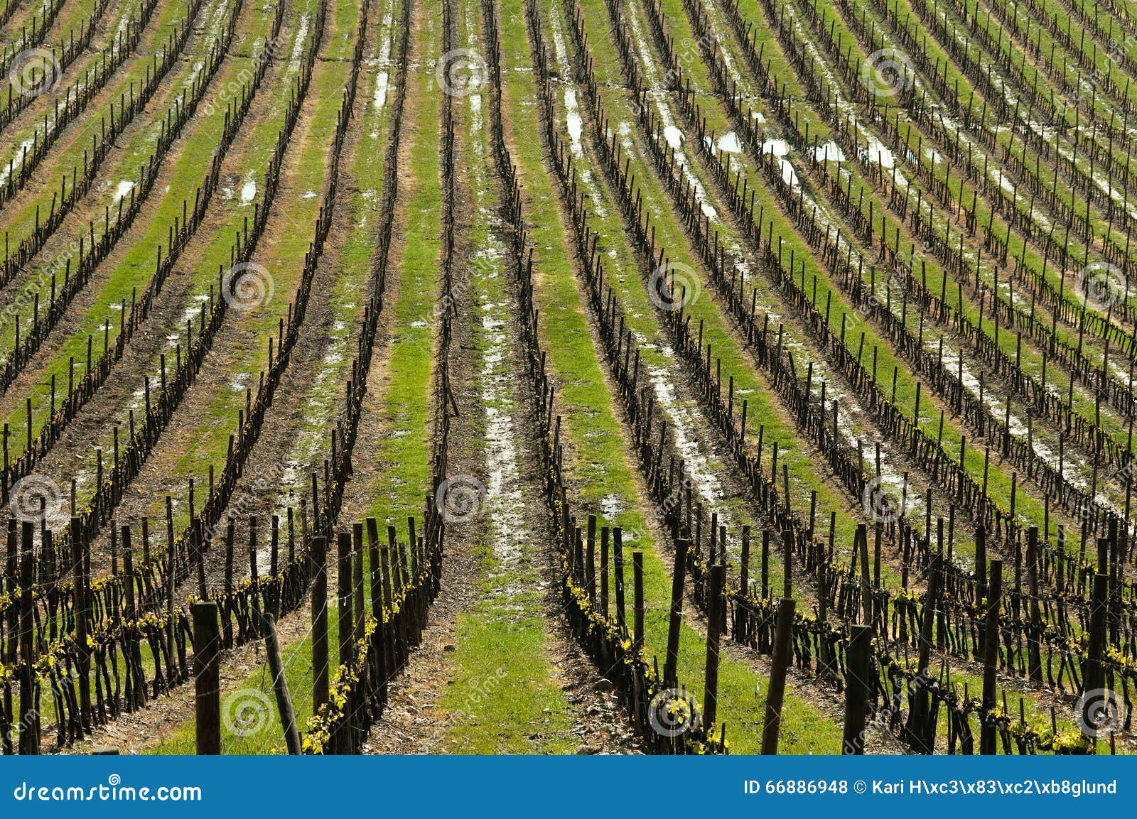 Vineyard in the spring stock photo. Image of agriculture - 66886948