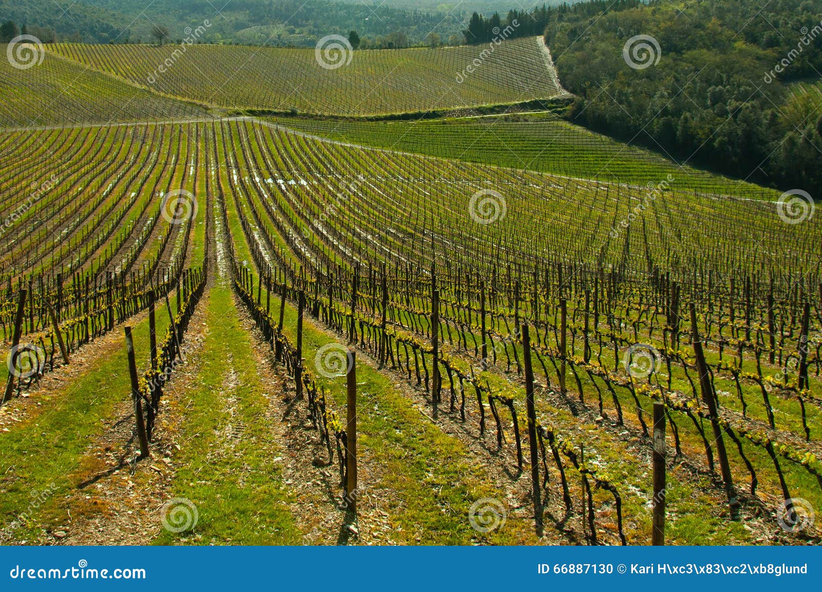 Vineyard in the spring stock photo. Image of bush, idyllic - 66887130