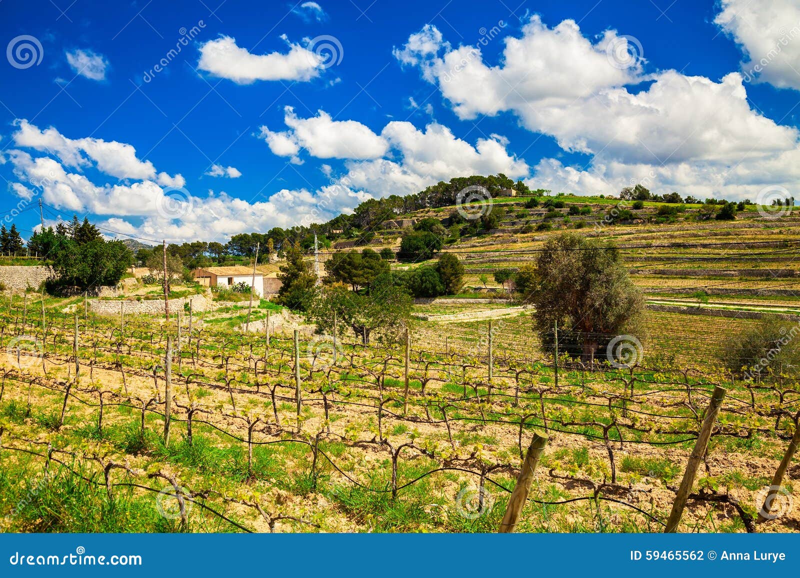 Vineyard in spring stock photo. Image of landscape, valley - 59465562