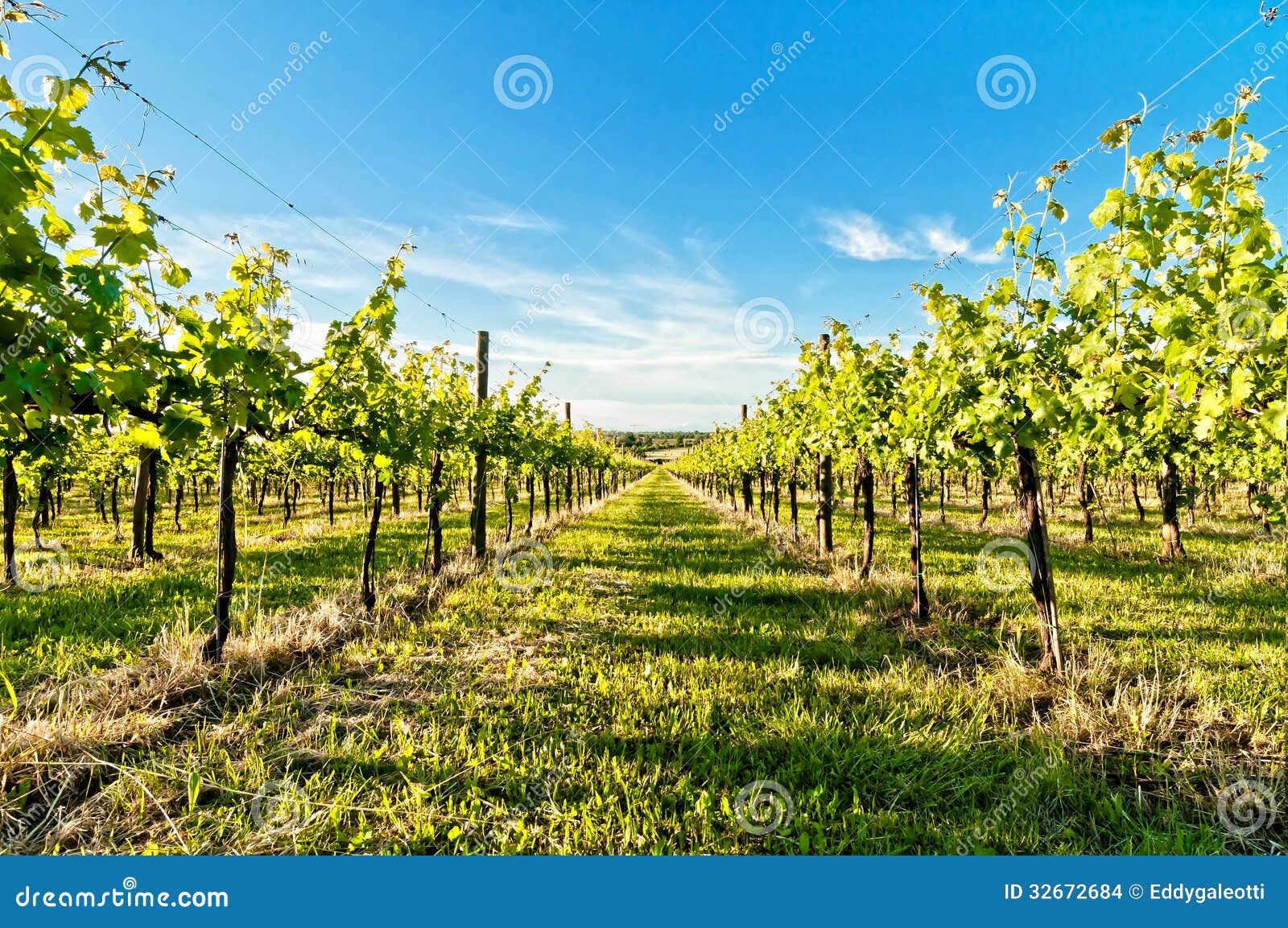 Vineyard during Springtime in Reggio Emilia, Italy Stock Photo - Image ...