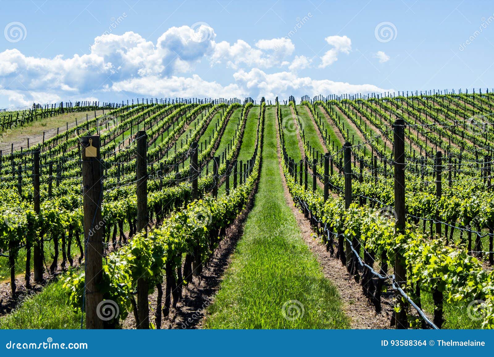 Osoyoos Spring Vineyard Stock Photos - Free & Royalty-Free Stock Photos ...