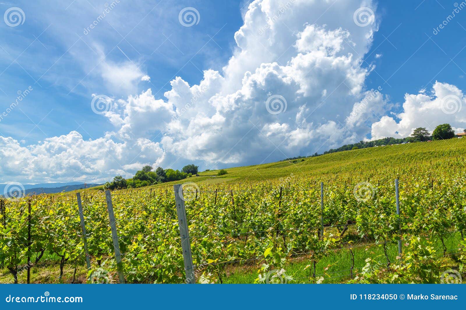 Vineyard in springtime 2 stock photo. Image of fruits - 118234050