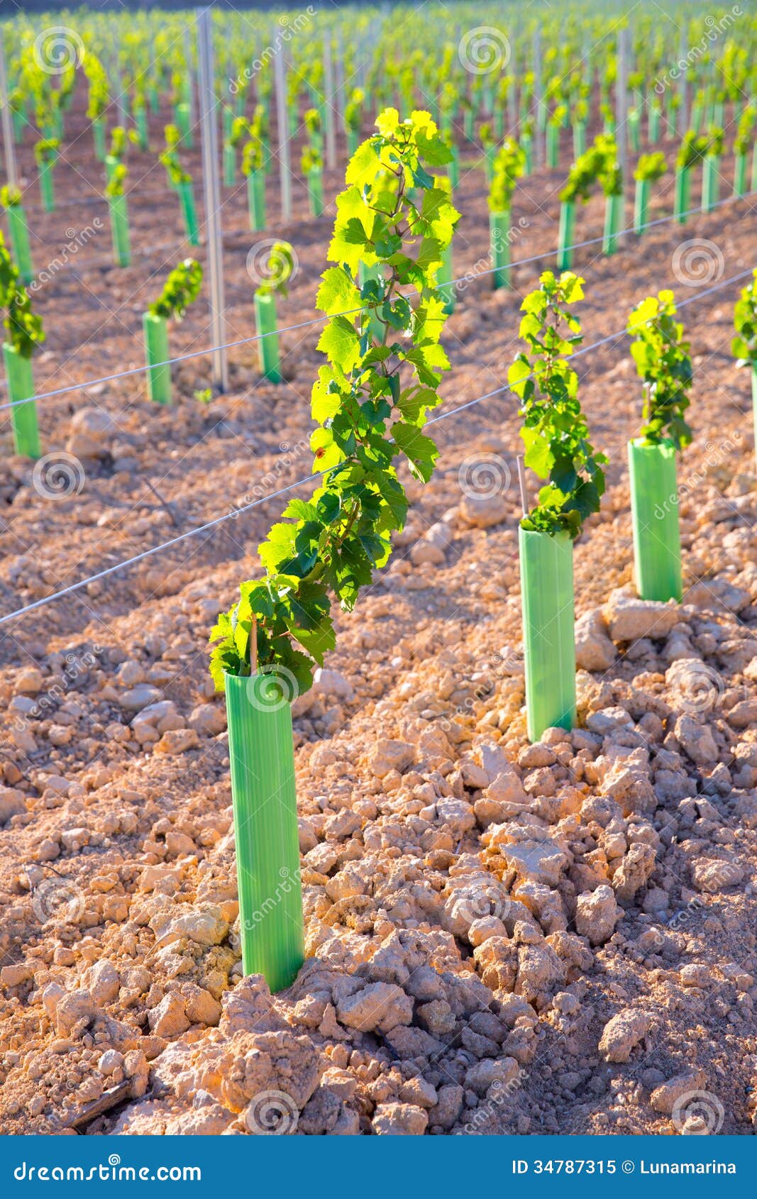 Vineyard Sprouts Baby Grape Vines in a Row Stock Image - Image of ...