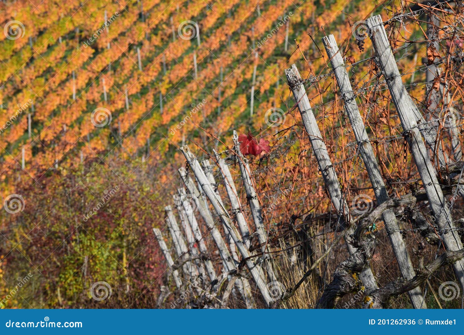 Wooden Stakes in the Vineyard Stock Photo - Image of november ...