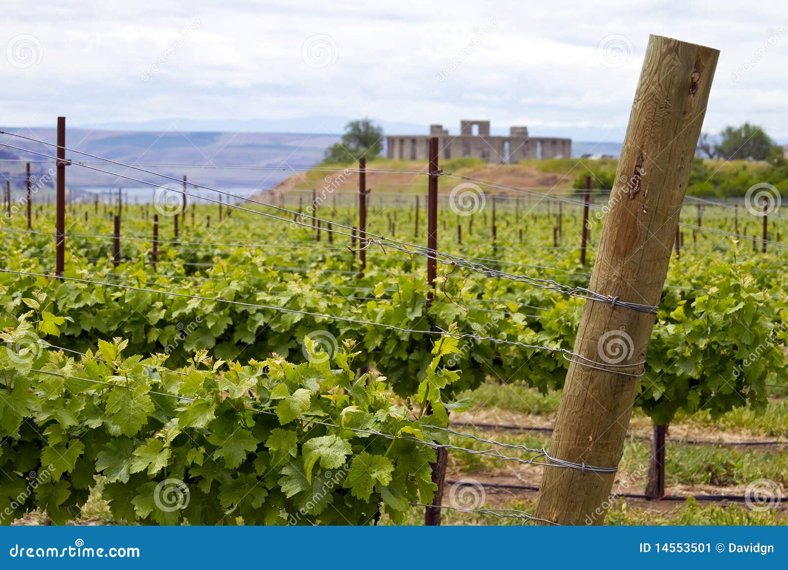 Vineyard with Stonehenge Backdrop Stock Image - Image of landscape ...