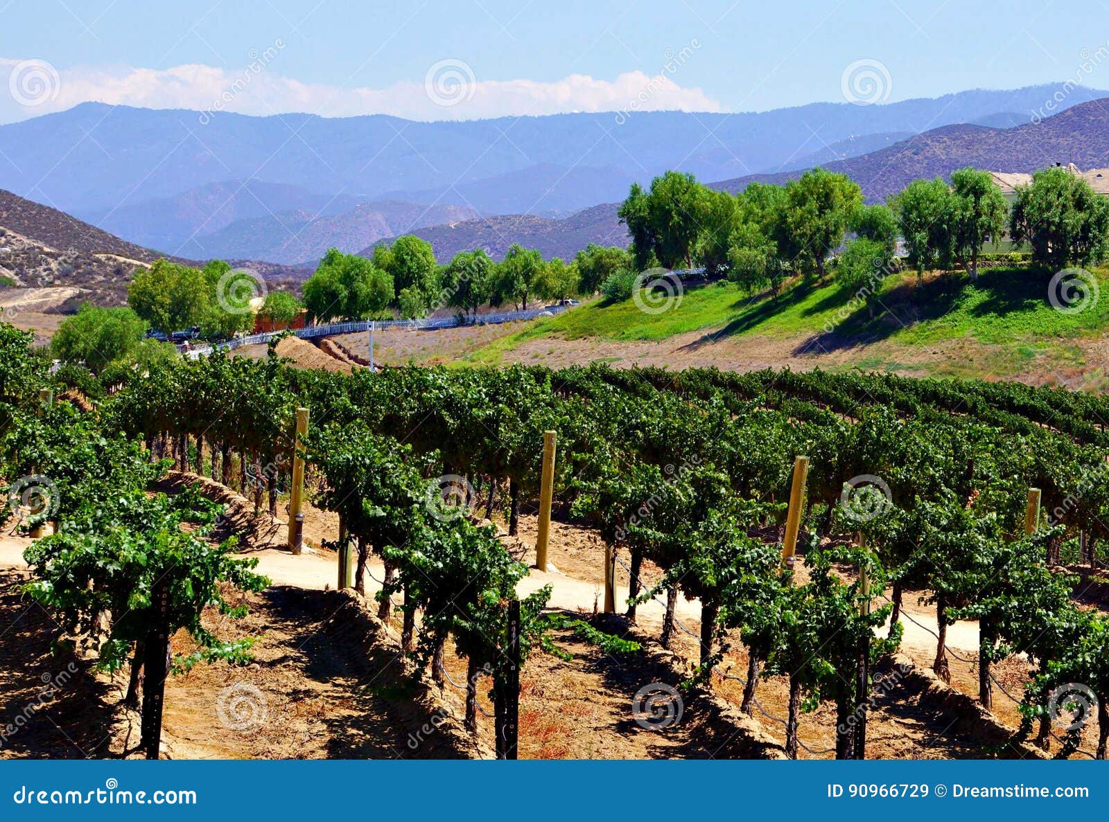 Vineyard in the Summer with Mountain Backdrop Stock Image - Image of ...