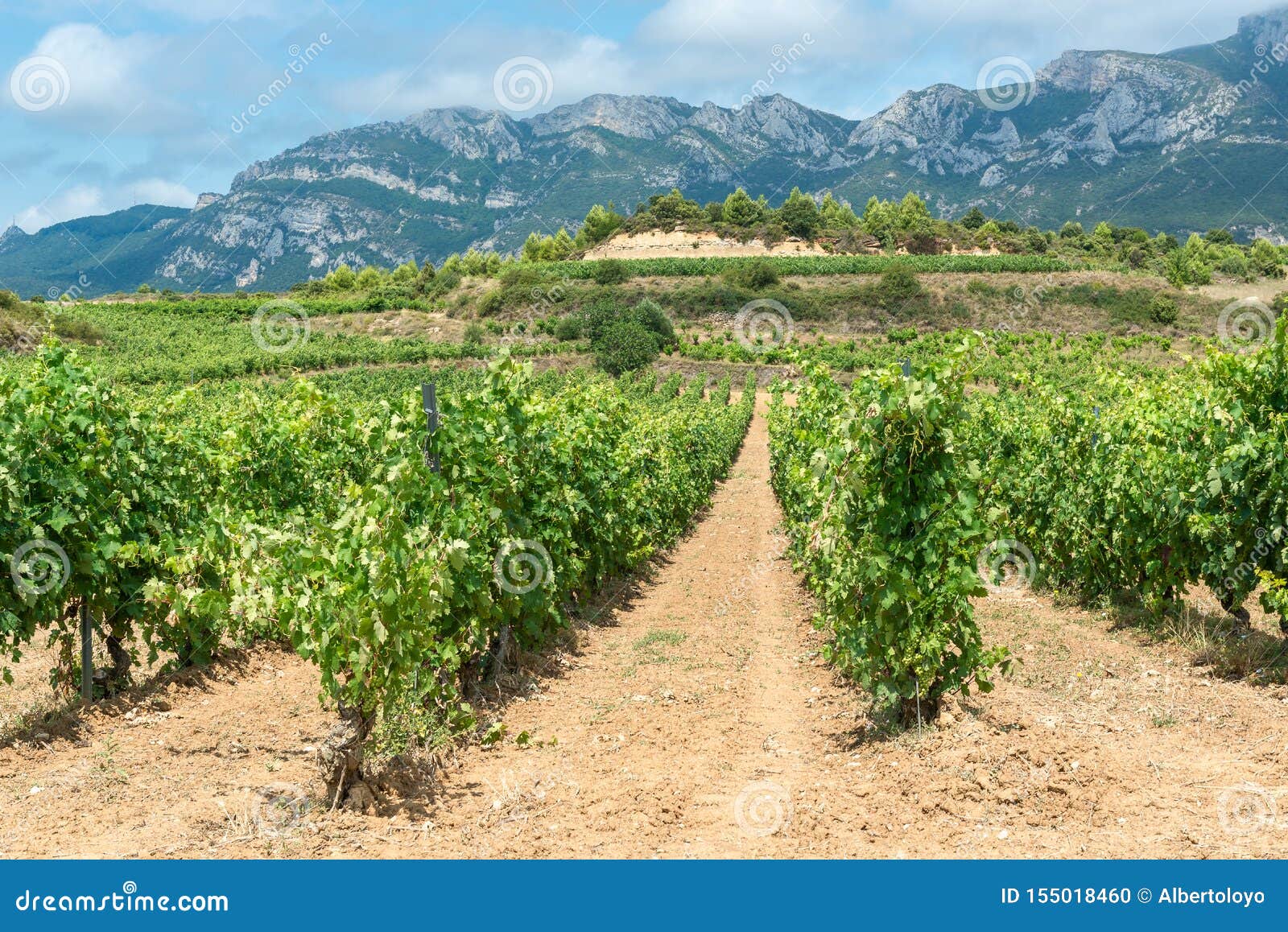Vineyard in Summer at Rioja Alavesa, Basque Country, Spain Stock Photo ...
