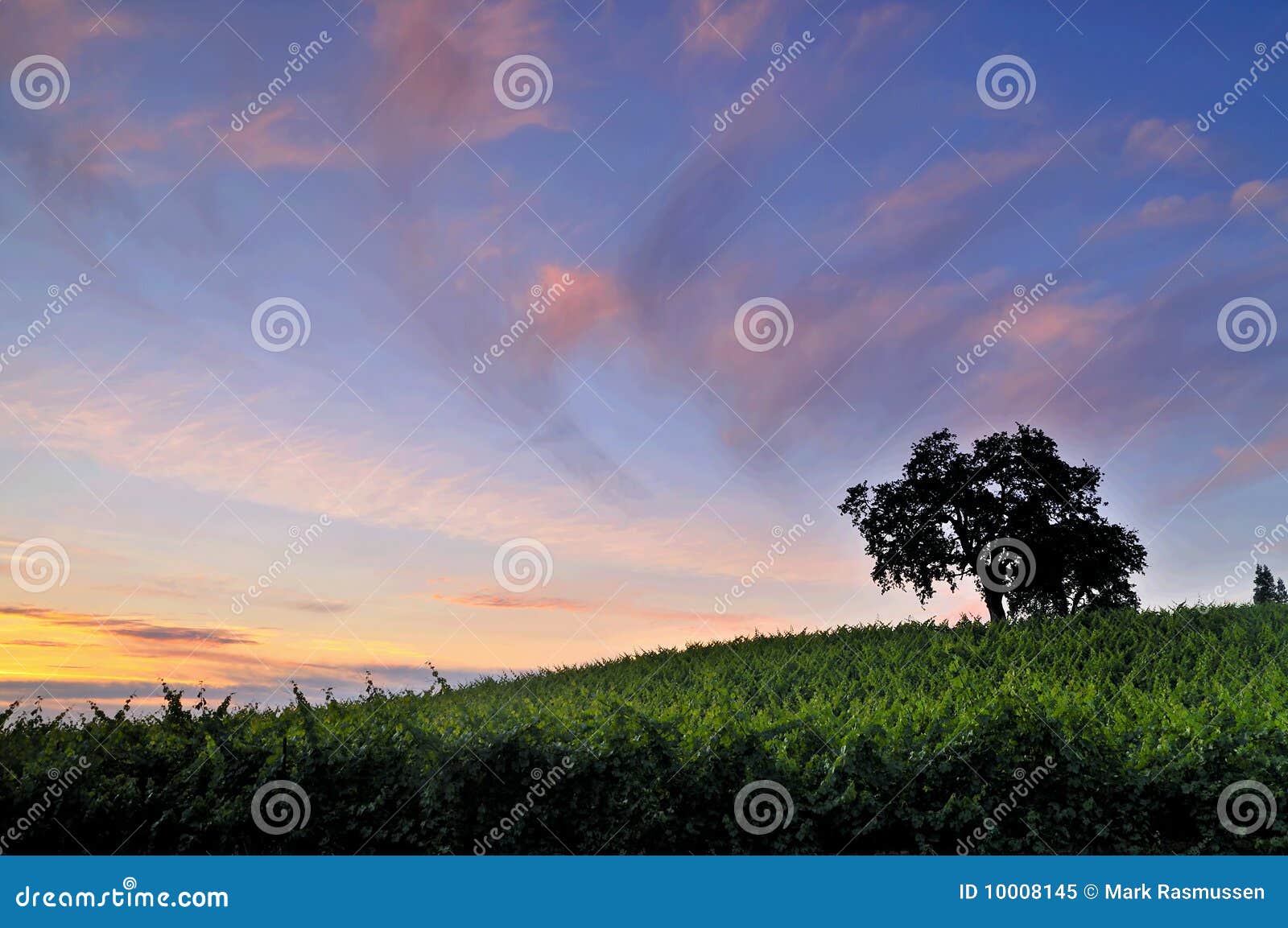 Vineyard at sunset stock image. Image of rural, plants - 10008145