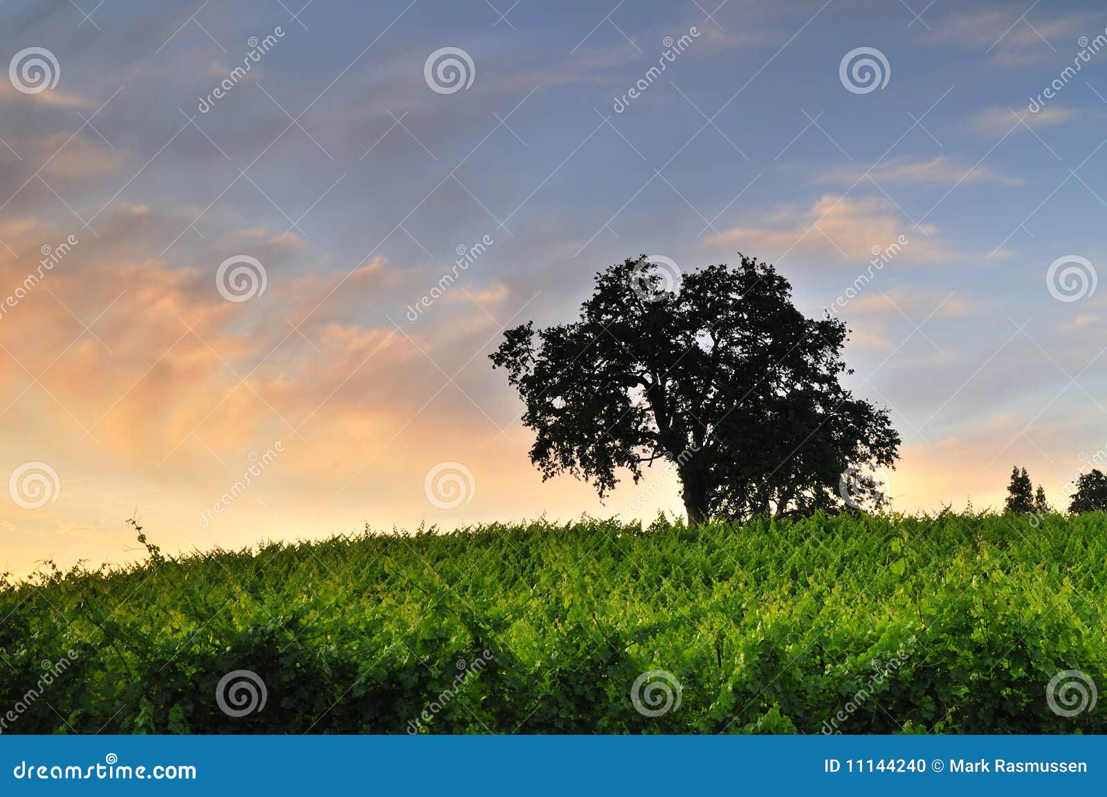 Vineyard at sunset stock photo. Image of evening, scenic - 11144240