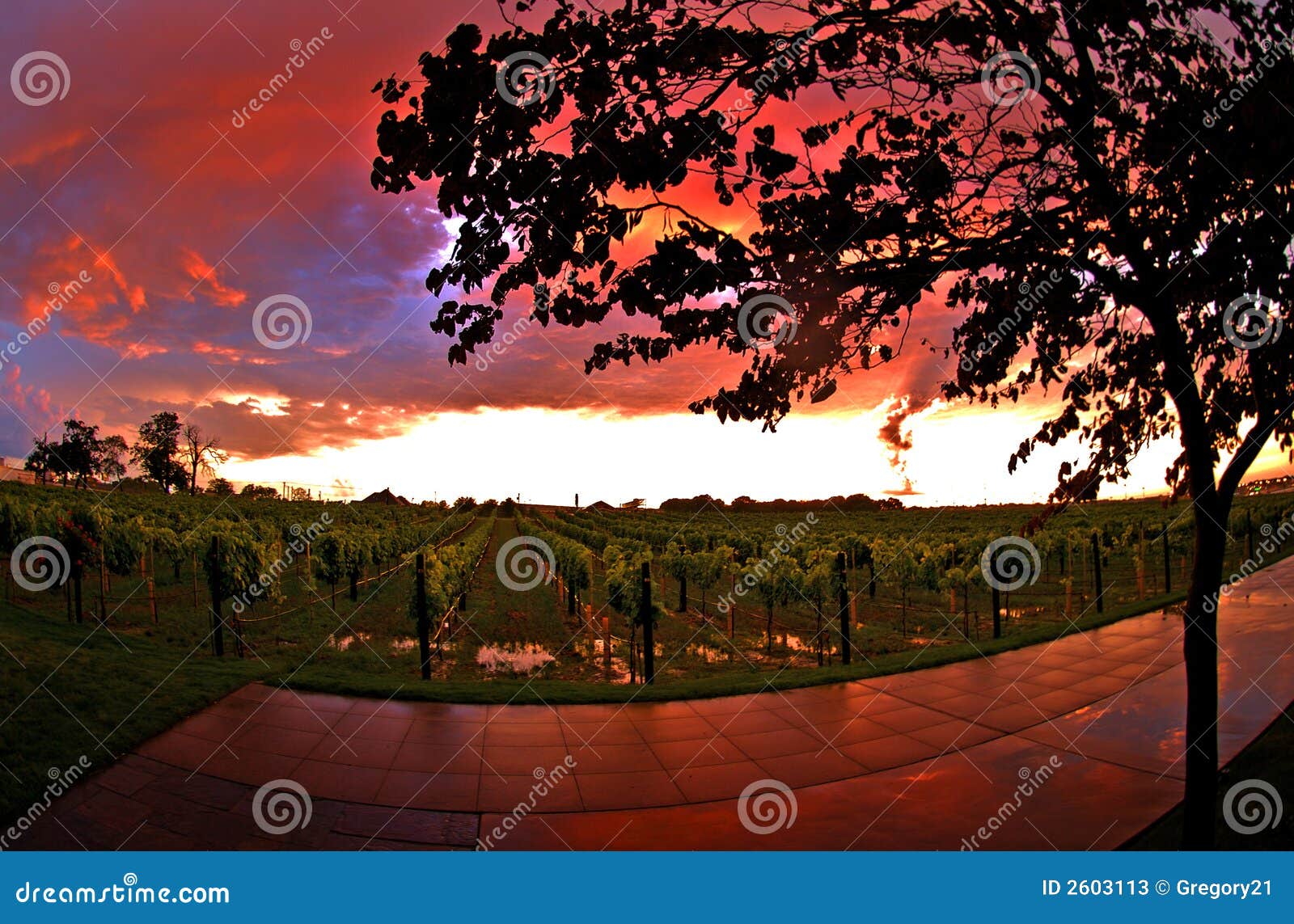 Vineyard Sunset stock image. Image of evening, tree, outdoors - 2603113