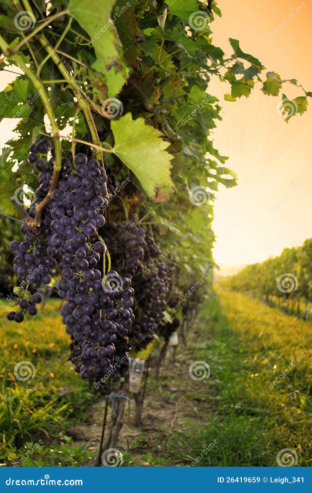 Vineyard at Sunset stock image. Image of grapes, industry - 26419659