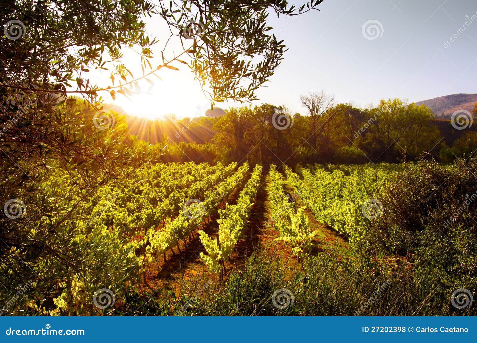 Vineyard at Sunset stock photo. Image of berry, grapevine - 27202398