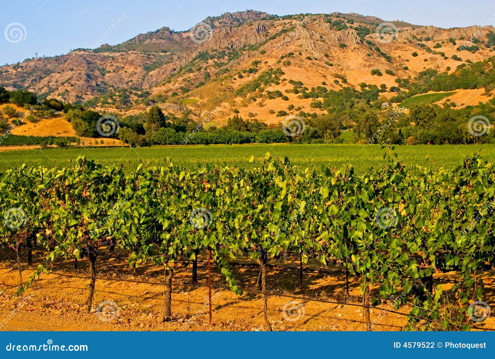 Vineyard at sunset stock photo. Image of grow, landscape - 4579522