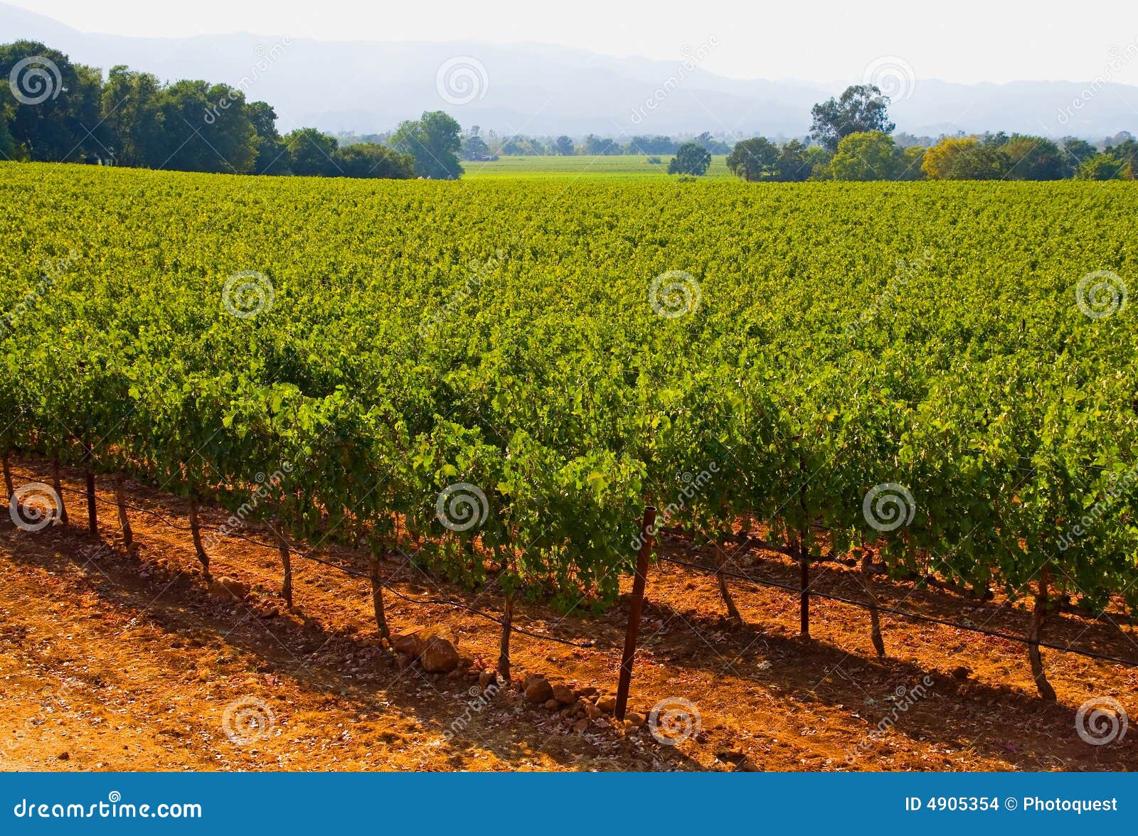 Vineyard at sunset stock photo. Image of daylight, grapes - 4905354