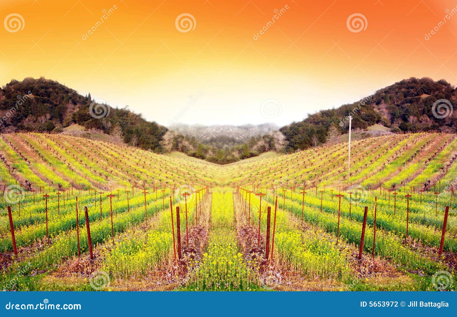 Vineyard at Sunset stock photo. Image of nature, colorful - 5653972
