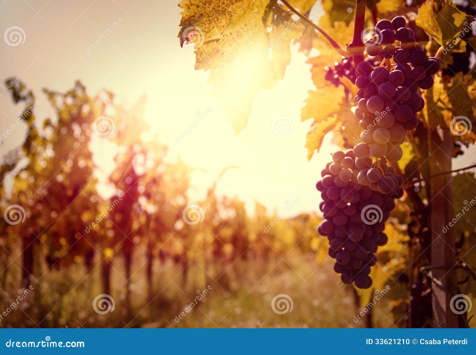 Vineyard at sunset stock photo. Image of green, summer - 33621210
