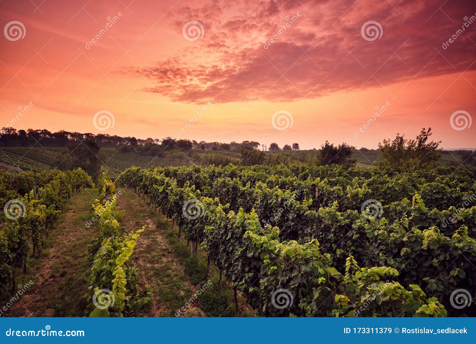 Vineyard at Sunset with Dramatic Sky Stock Image - Image of clouds ...