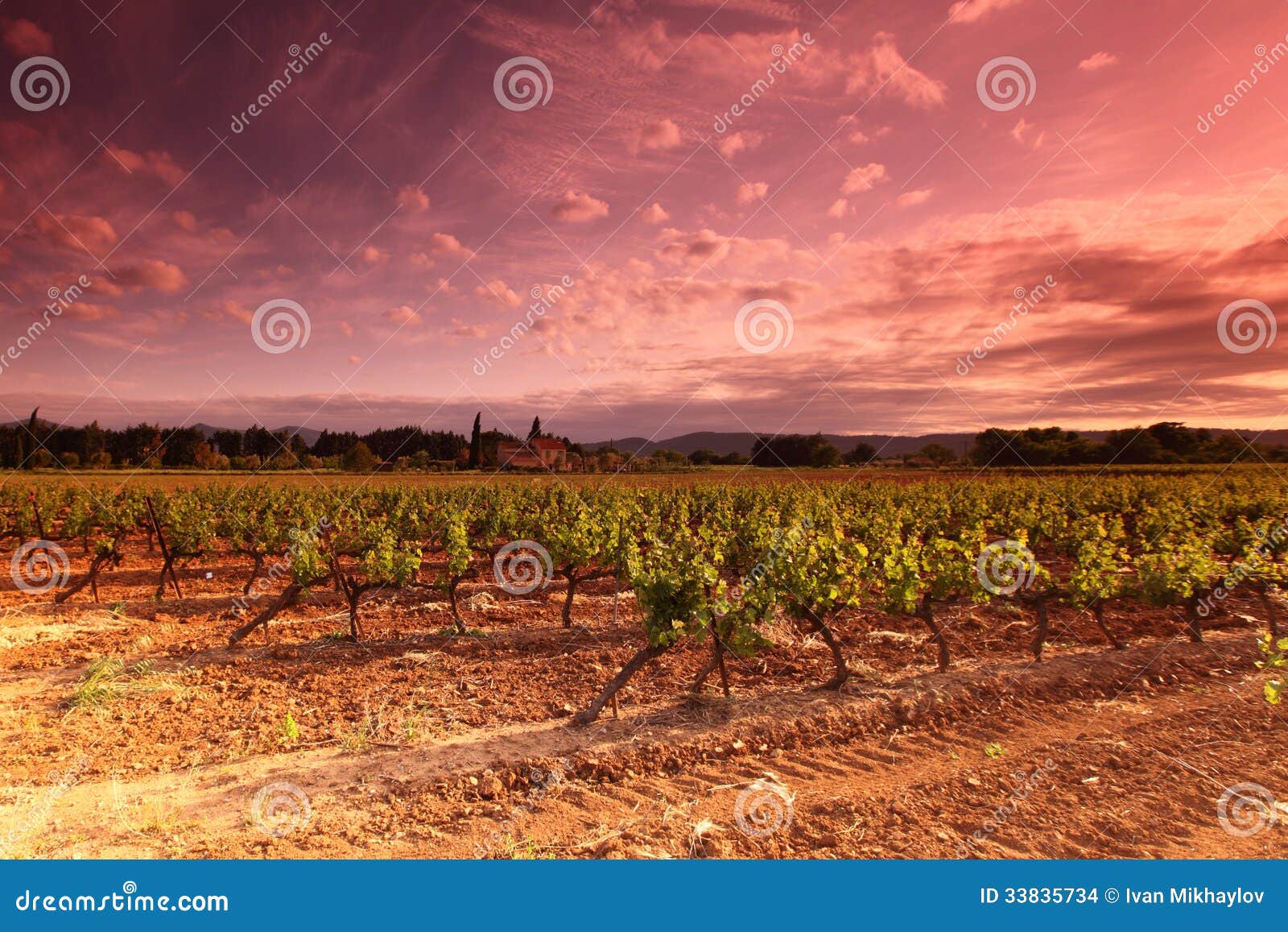 Vineyard Sunset in france stock photo. Image of beauty - 33835734