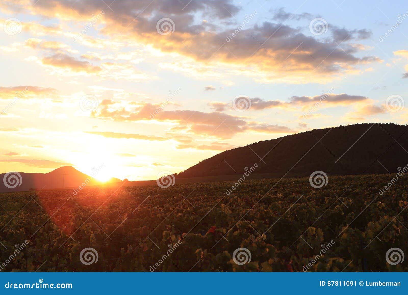 Vineyard in sunset stock image. Image of farm, german - 87811091