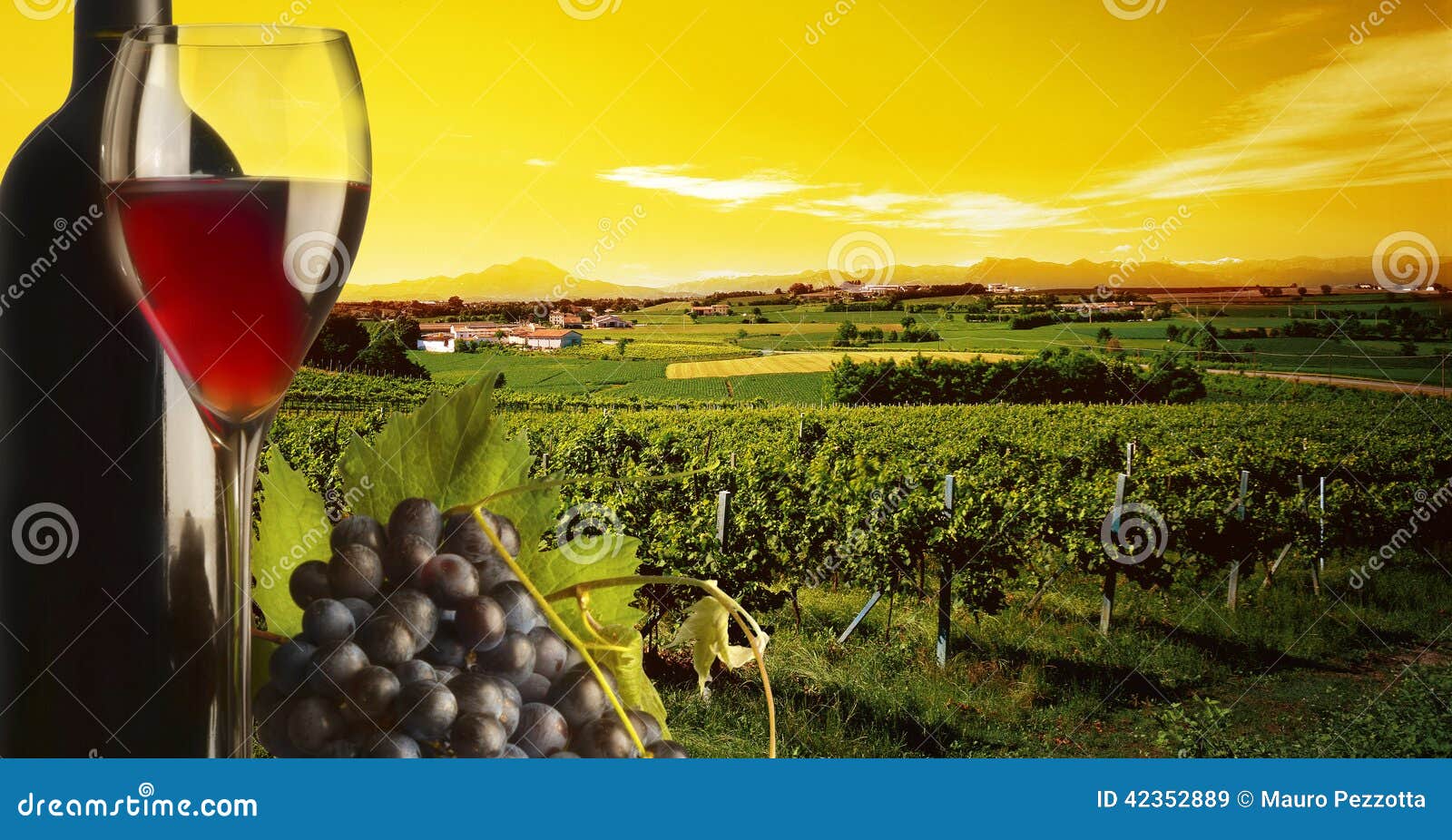 Vineyard in the sunset stock image. Image of landscape - 42352889