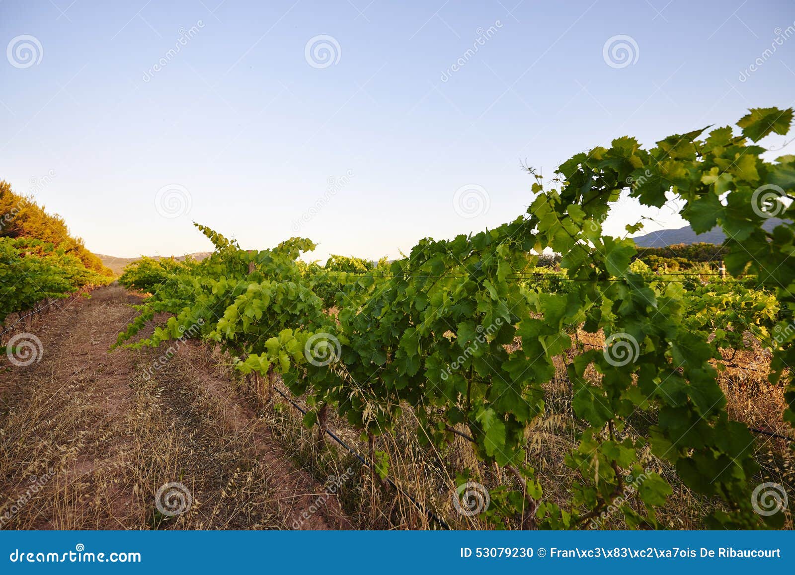 Vineyard at sunset stock photo. Image of agricultural - 53079230