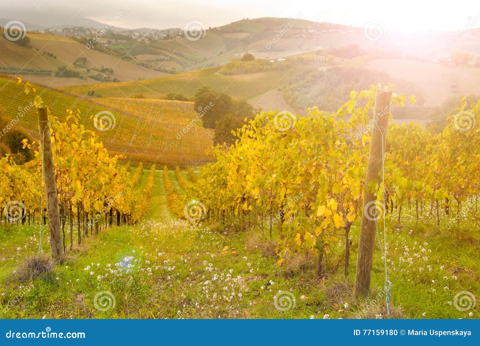 Vineyard on sunset stock photo. Image of nature, countryside - 77159180