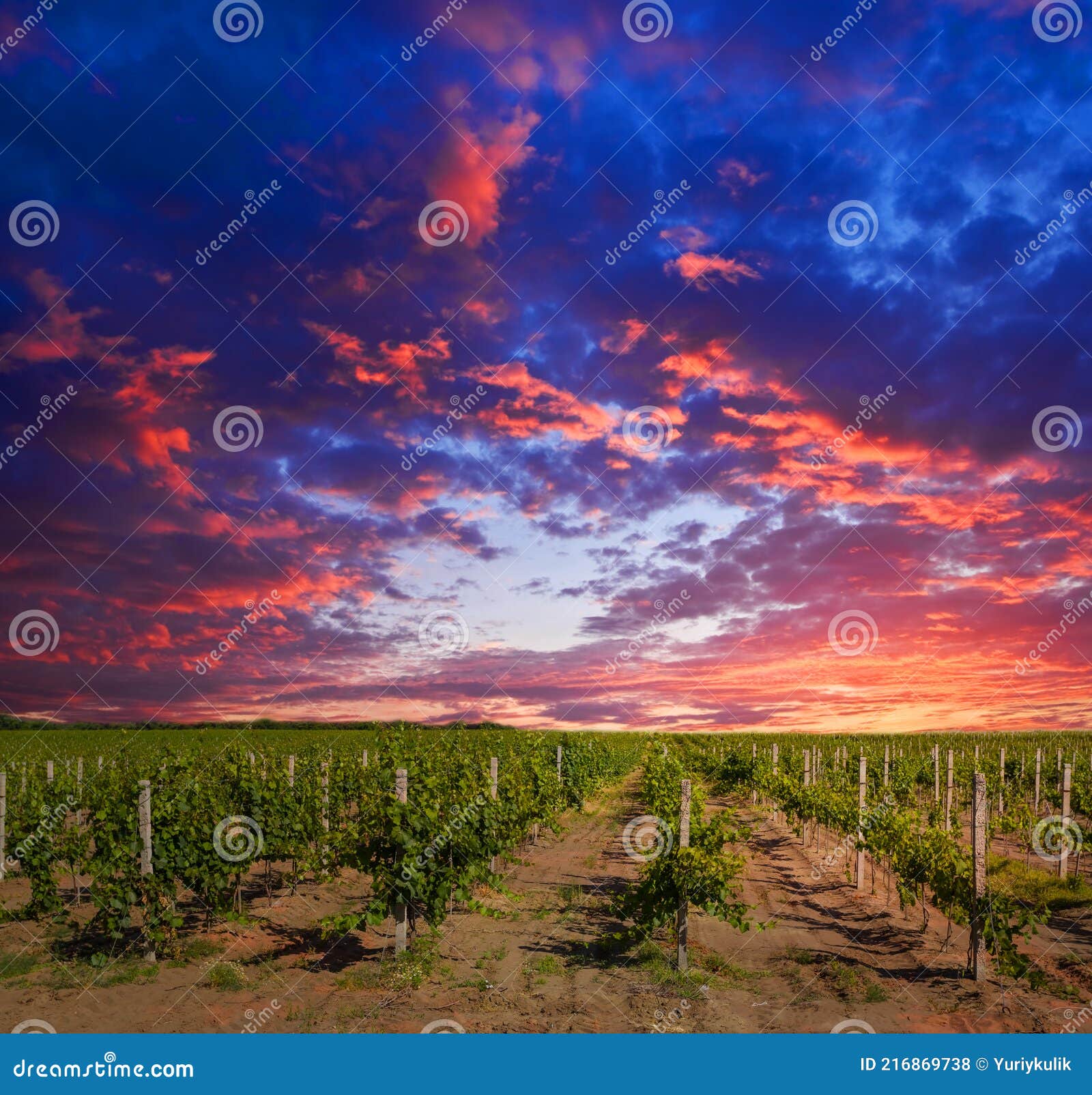 Vineyard at the sunset stock photo. Image of bush, evening - 216869738