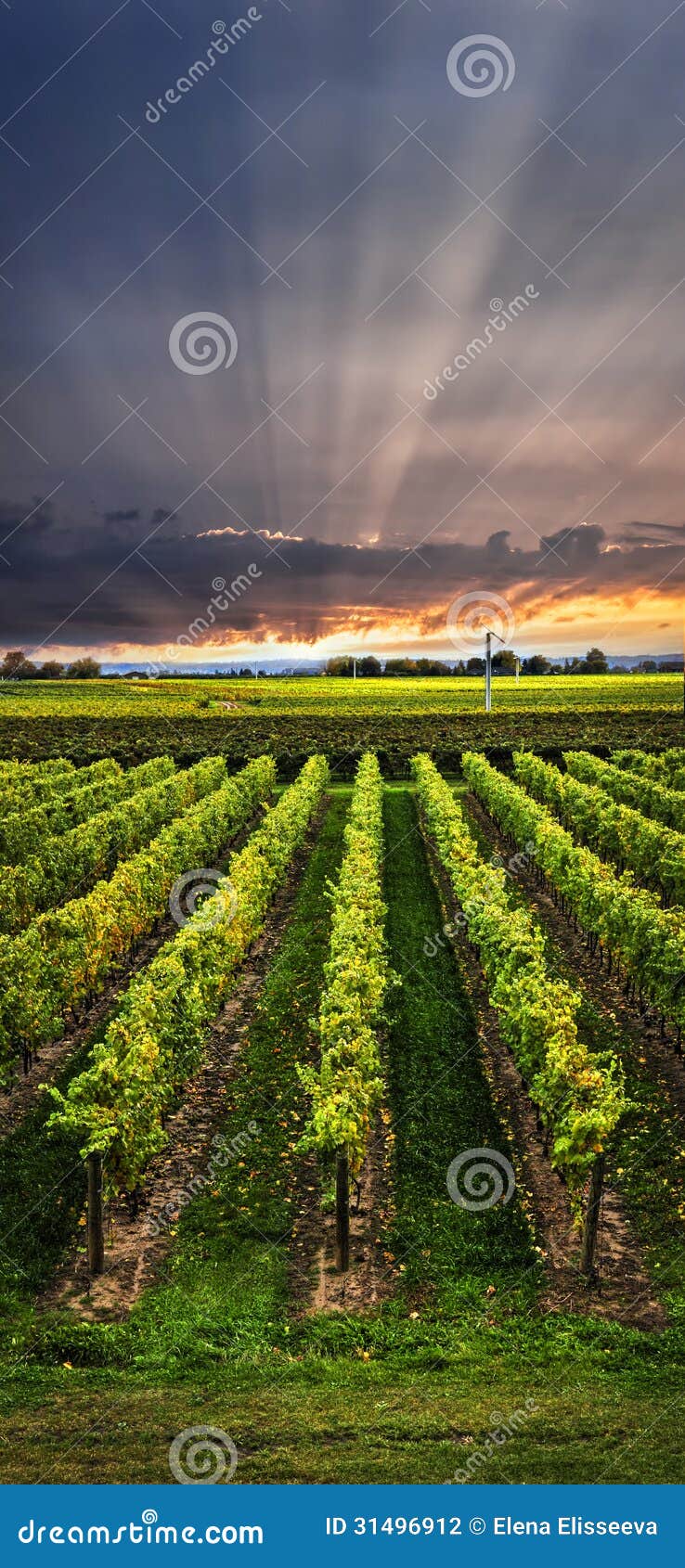 Vineyard at sunset stock photo. Image of outdoor, fields - 31496912