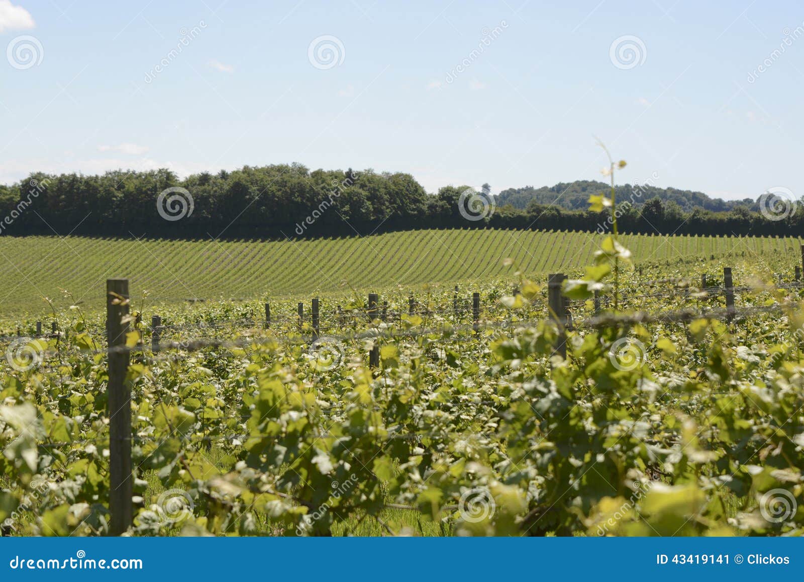 Vineyard in Surrey. England Stock Image - Image of surrey, viticulture ...