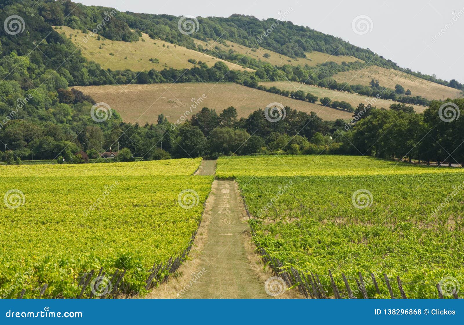 Vineyard in Surrey, England Stock Photo - Image of trees, viticulture ...