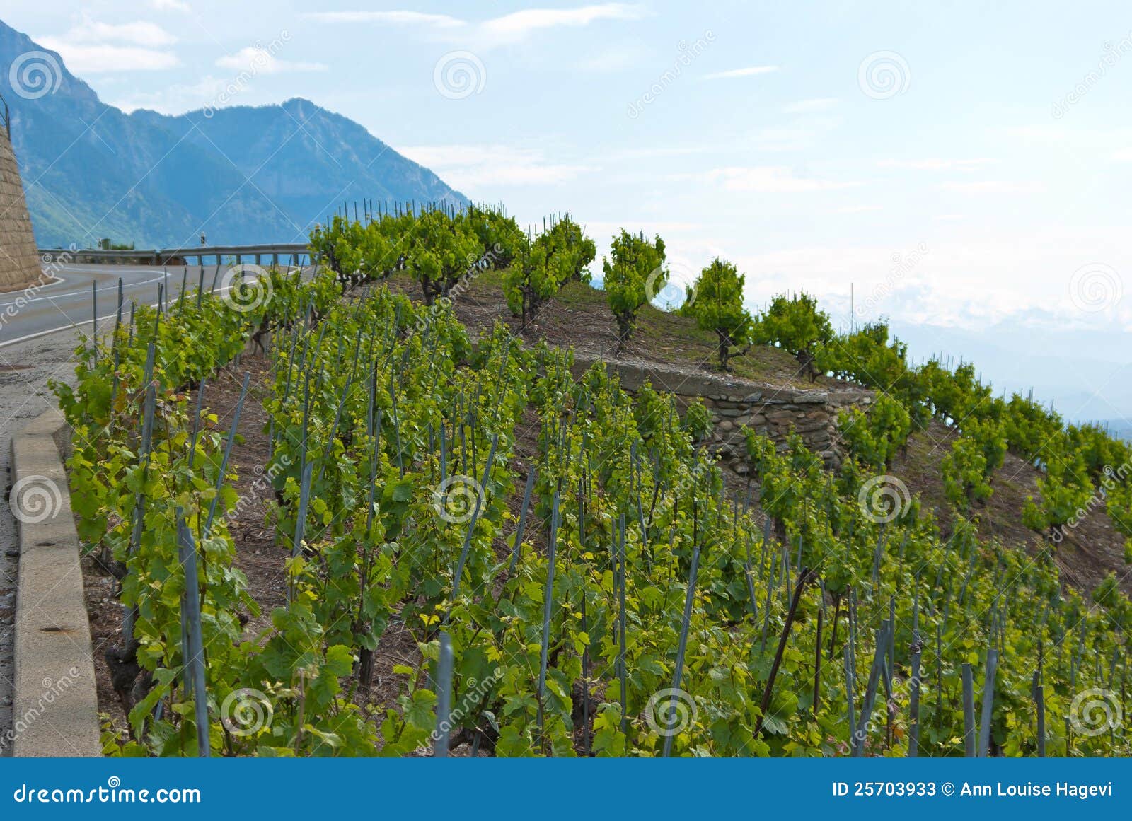 Vineyard terraces stock image. Image of vineyard, countryroad - 25703933