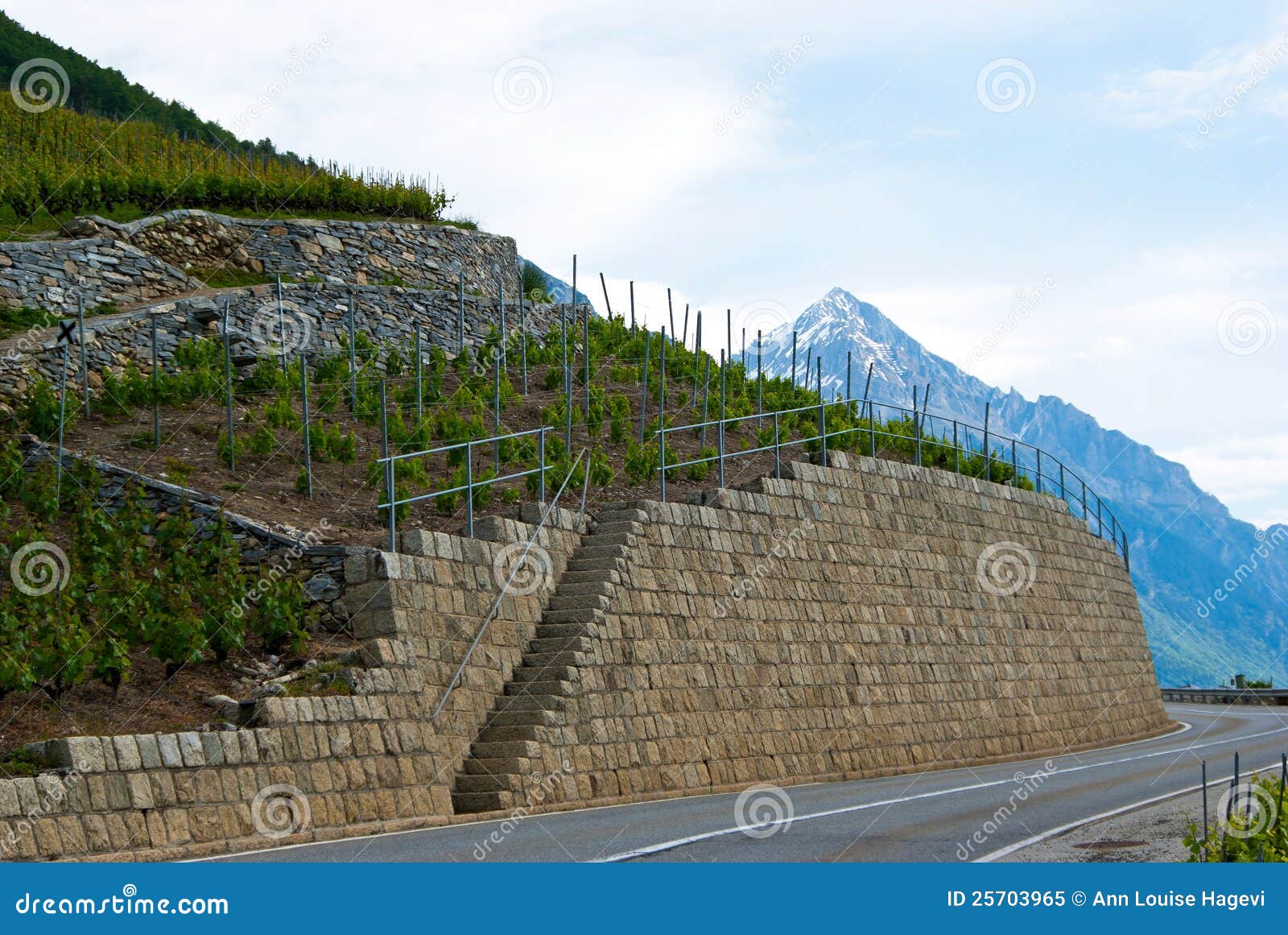 Vineyard terraces stock image. Image of viticulture, viniculture - 25703965