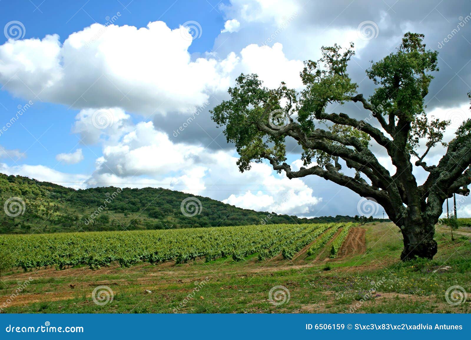 Vineyard and tree stock image. Image of alentejo, travel - 6506159